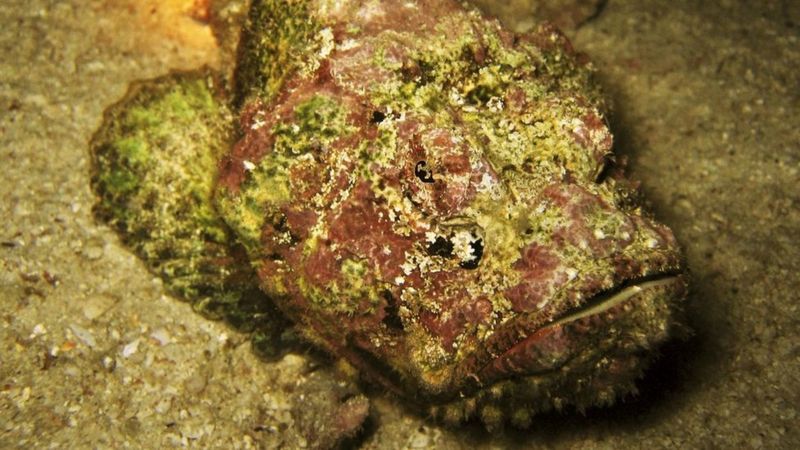 Fish and snake caught mid-battle by Australian fisherman - BBC News