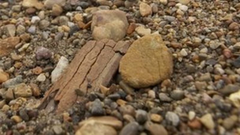 Giant camel fossil found in Arctic - BBC News