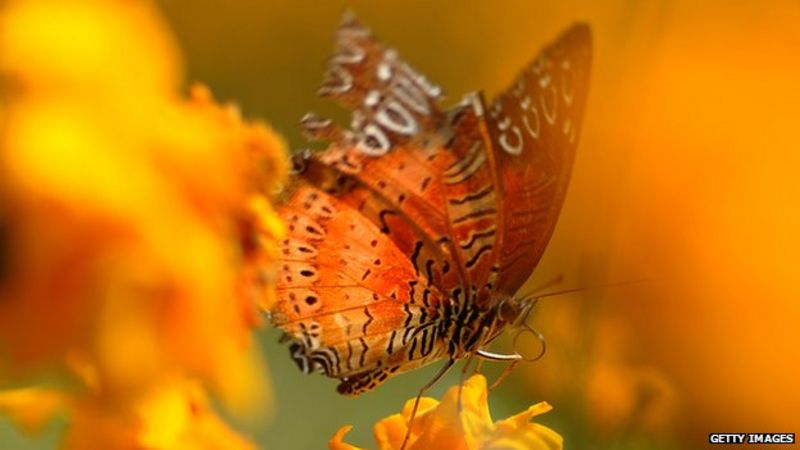 A Point of View: Mary, queen of maths - BBC News
