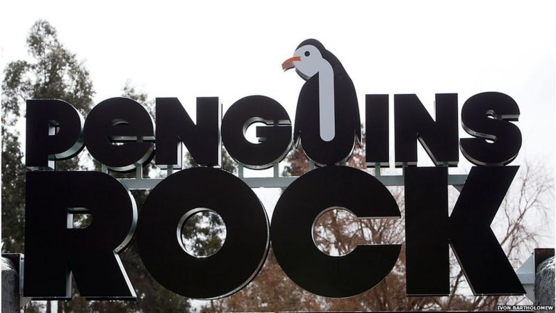 In pictures: Penguins rock back to the zoo - BBC News