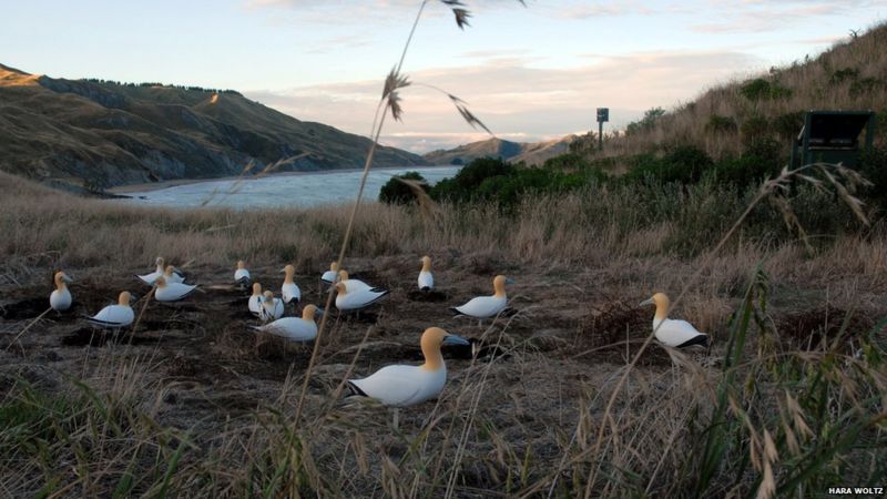 In Pictures: Ecology photo contest's winners - BBC News