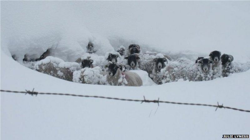 Isle of Man snow: Manx farmers face 'catastrophic loss' - BBC News
