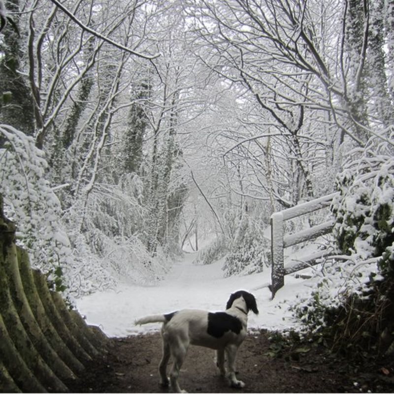 Your pictures of the recent snow - BBC Weather