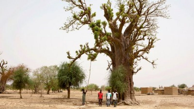 Using tree food recipes to fight off malnutrition - BBC News