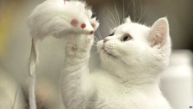 International cat beauty contest held in Romania - BBC Newsround