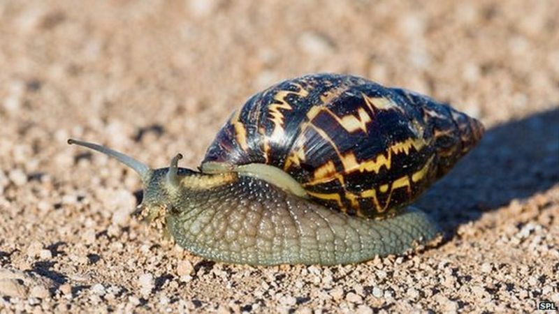 Giant snails on advance in Florida - BBC News