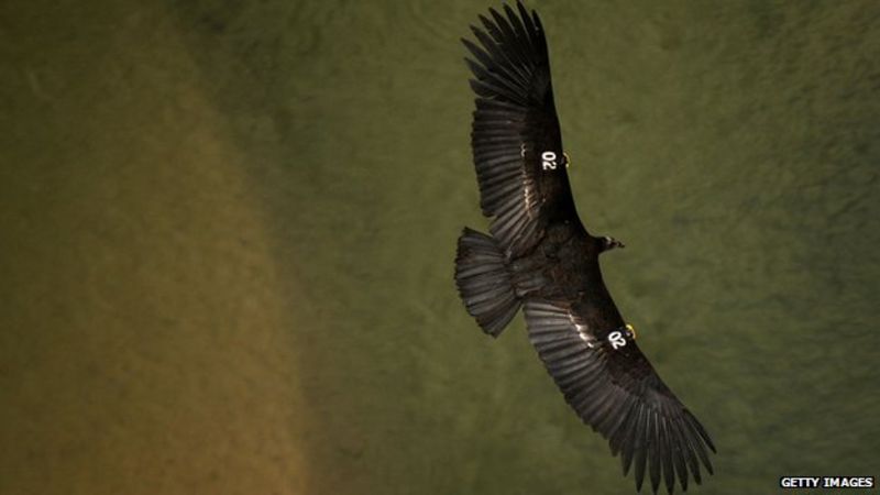 Lead bullet fragments poison rare US condors - BBC News