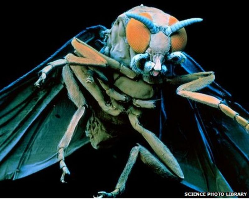 Burkina Faso: Beating river blindness by fly-catching - BBC News