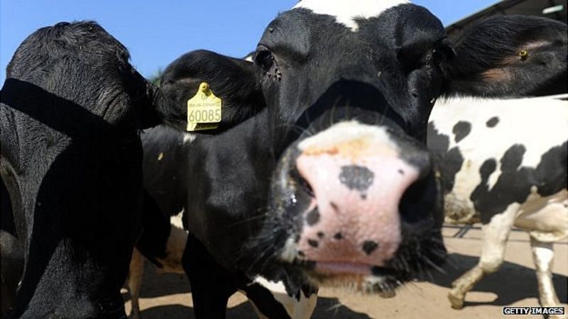 RTLS: The technology tracking cows to make them happy - BBC News