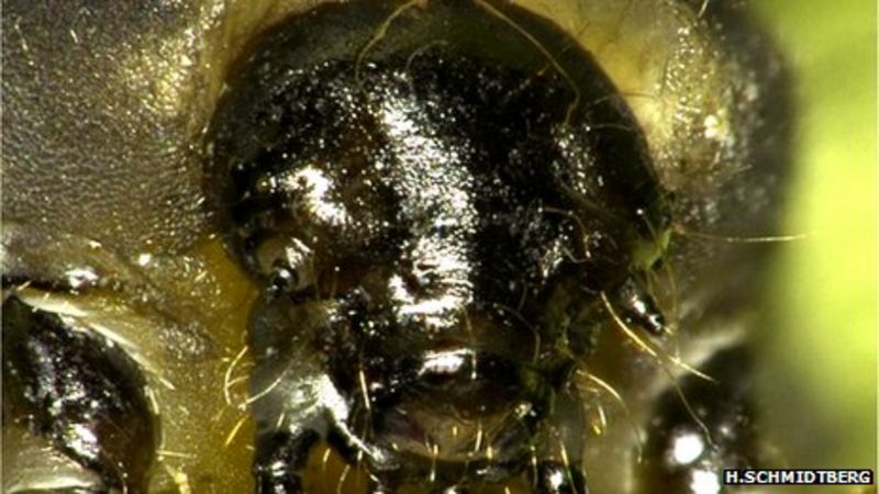 Invasive ladybirds wage 'biological war' on natives - BBC News