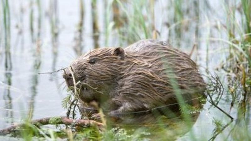Bid to return beavers to Wales after centuries' absence - BBC News