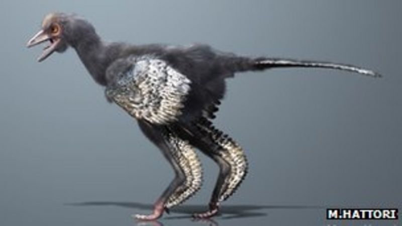 Archaeopteryx restored in fossil reshuffle - BBC News