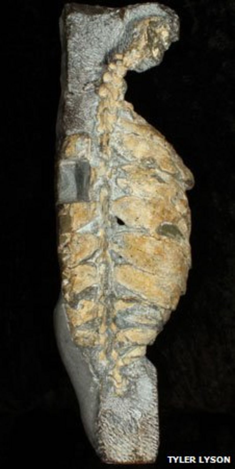 How the turtle got its unique hard shell - BBC News