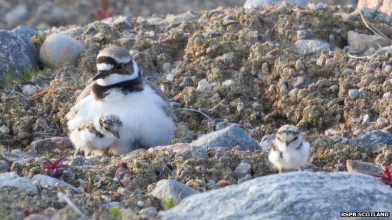 Rare little ringed plover chicks born at Loch Leven reserve - BBC News