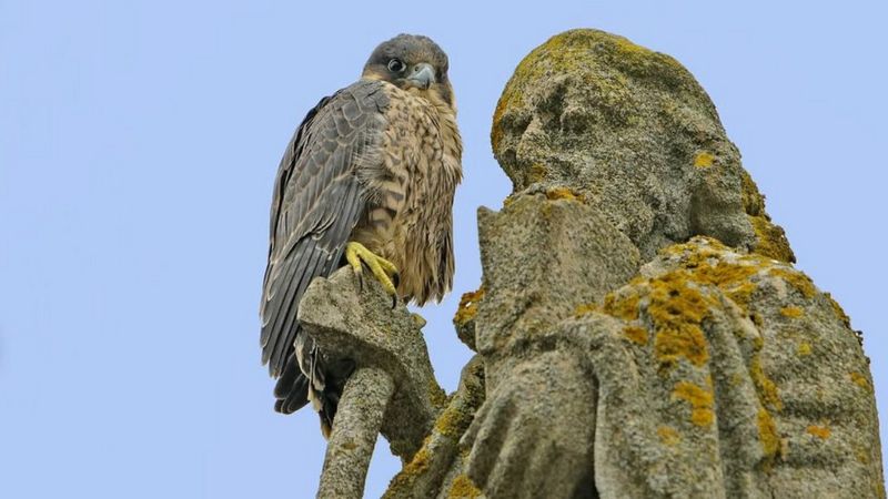 In pictures: Norwich Cathedral peregrine falcons - BBC News