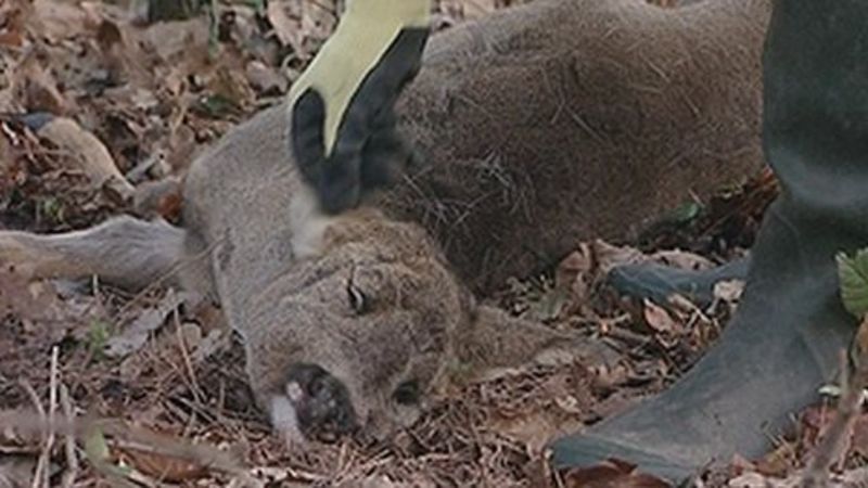 Roadkill: What happens to animals that die on our roads? - BBC News