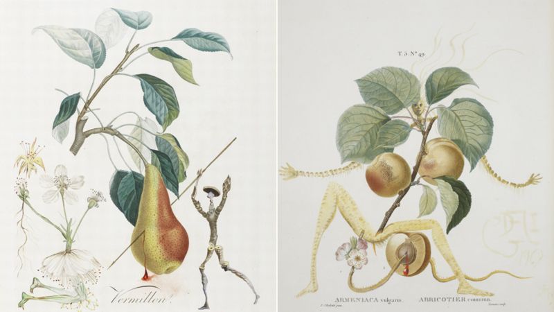In pictures: Salvador Dali fruit watercolours - BBC News
