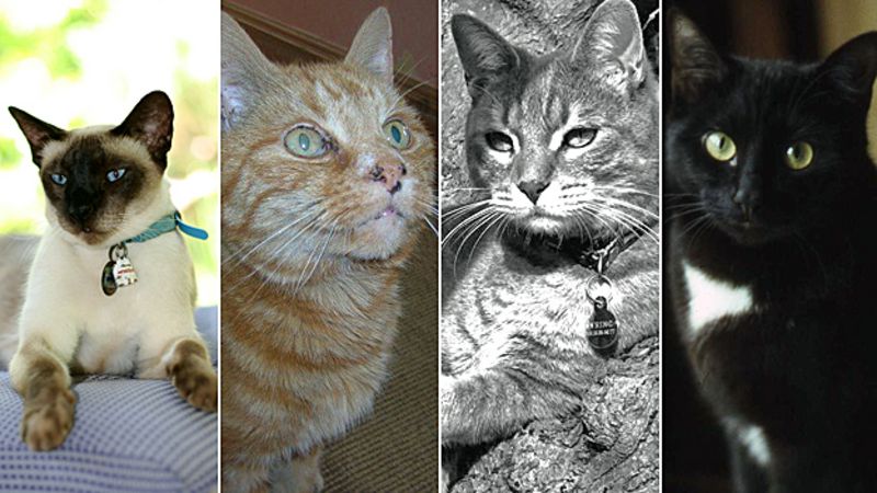 Supreme Cat Show contest at Birmingham NEC - BBC News