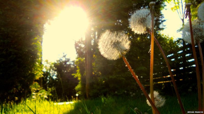 Your pictures: Sunshine - BBC News