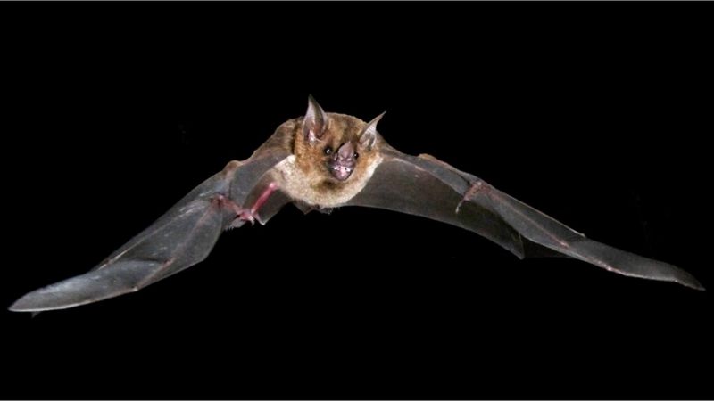 Bat nav: Animals' 3D brain compass found - BBC News