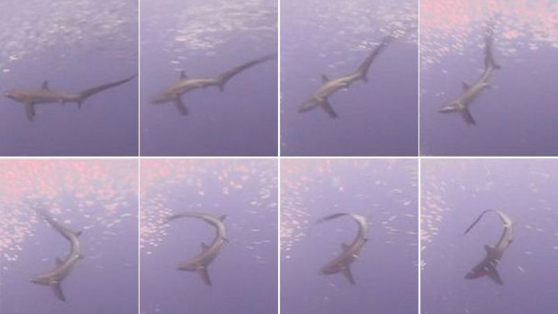 Rare shark birth captured on camera - BBC News