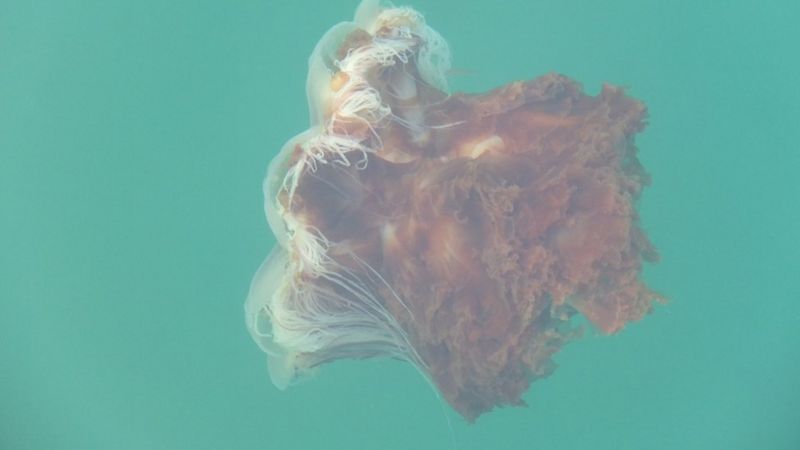 UK jellyfish boom: Your pictures - BBC News