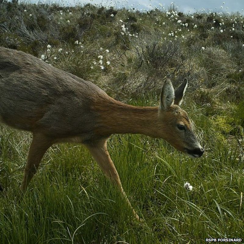 Bog life: Animals photographed on RSPB reserve - BBC News