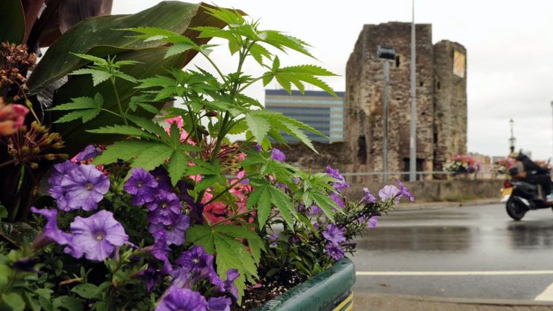 'Cannabis forest' discovered in London - BBC News