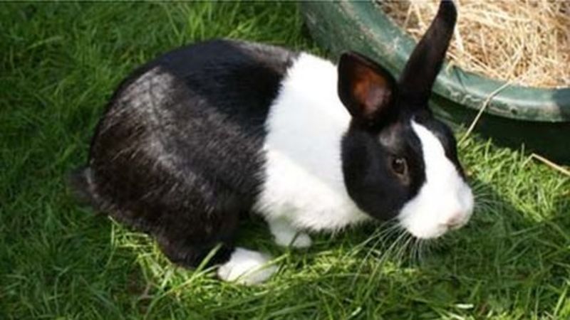 'Shrink-wrapped' rabbit found dumped in bin bag in woods - BBC News