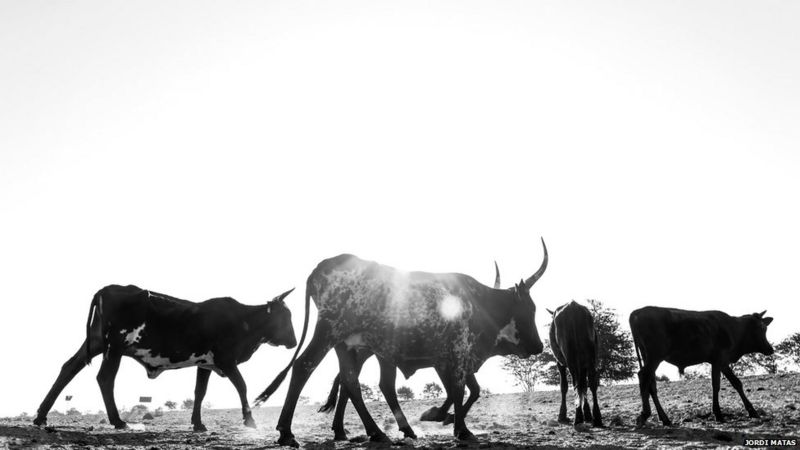 In pictures: Namibia's worst drought for 30 years - BBC News