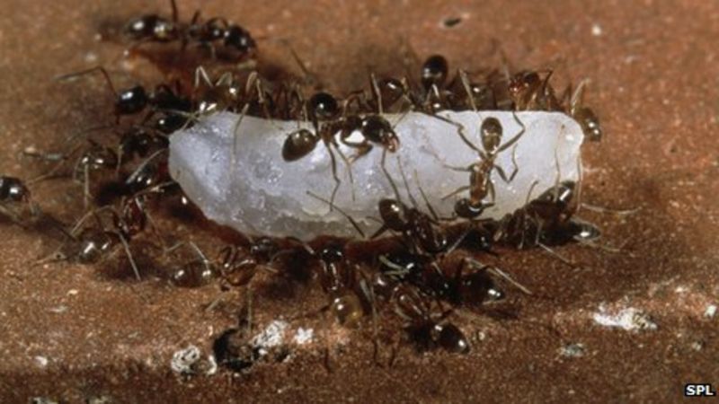 Invasive ants: 'Stowaway' insects spreading around world - BBC News