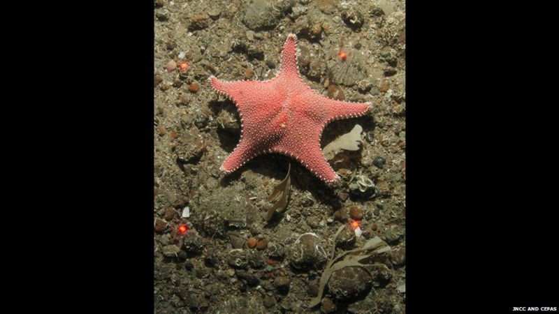 In pictures: Scotland's marine wildlife - BBC News