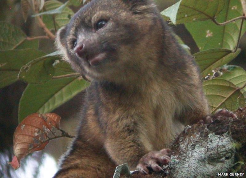 Olinguito: 'Overlooked' mammal carnivore is major discovery - BBC News