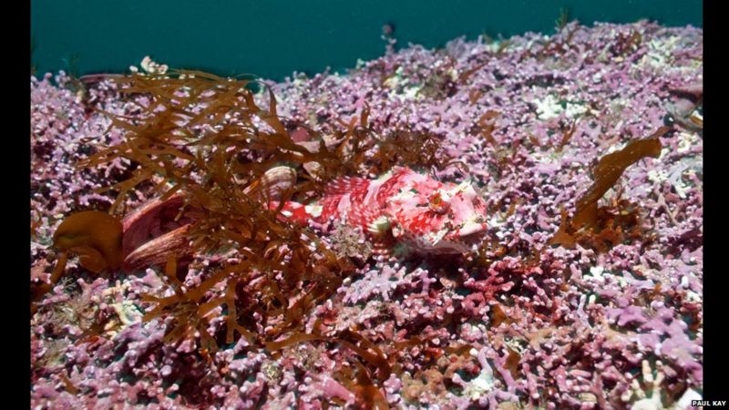 In pictures: Scotland's marine wildlife - BBC News