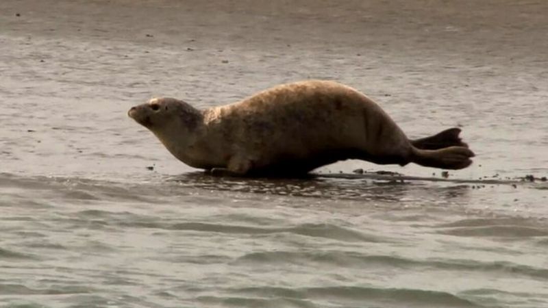 Seal emerges from Thames and surprises Teddington lifeboat crew - BBC News