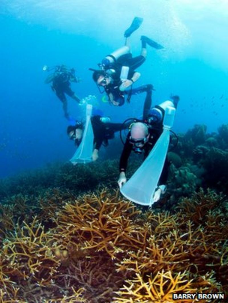 Can we restore the world’s coral reefs? - BBC News