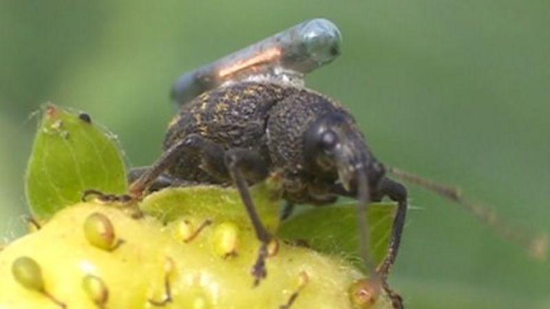 Vine weevils electronically tagged to stop crop damage - BBC News