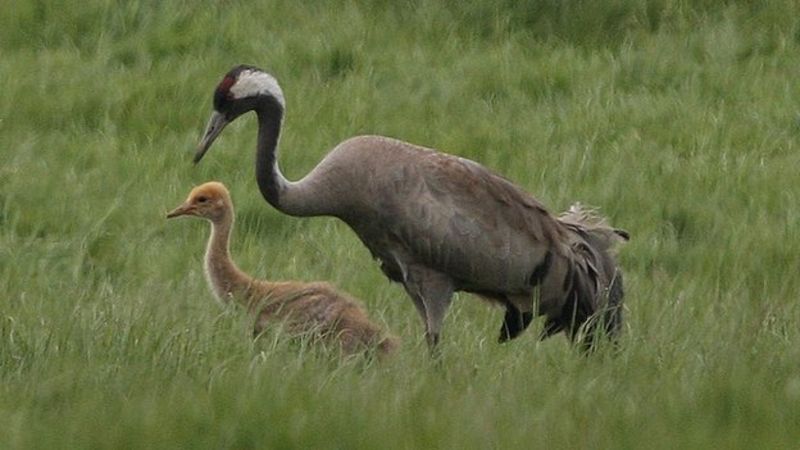 Crane chicks bred in Scotland 'first since Middle Ages' - BBC News