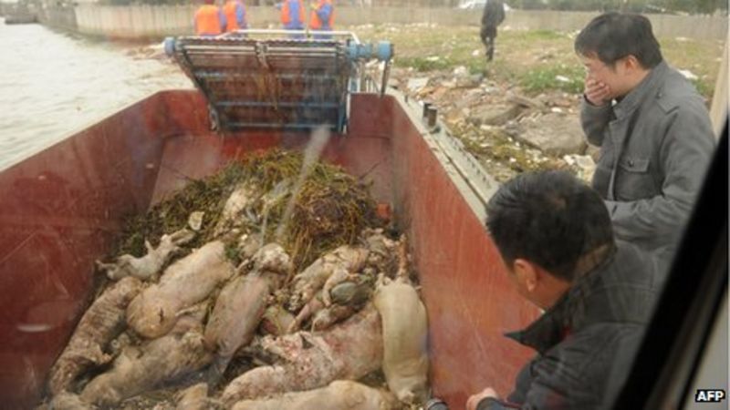 China chemical spill kills thousands of fish - BBC News