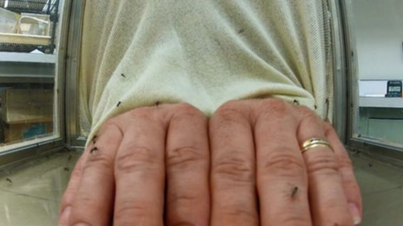 Mosquito 'invisibility cloak' discovered - BBC News