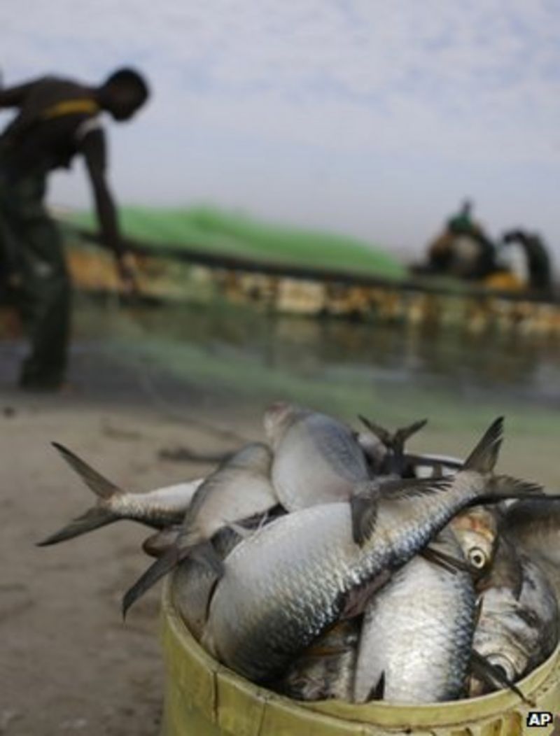 Collective rights 'offer hope for global fisheries' - BBC News