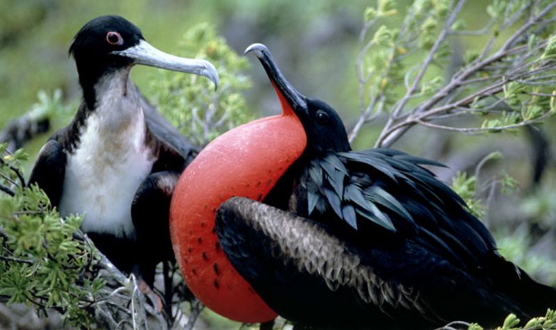 Giving it all up to be a Christmas Island 'beachcomber' - BBC News