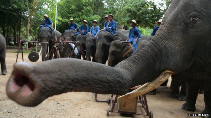 Elephant orchestra: Can animals make real music? - BBC News