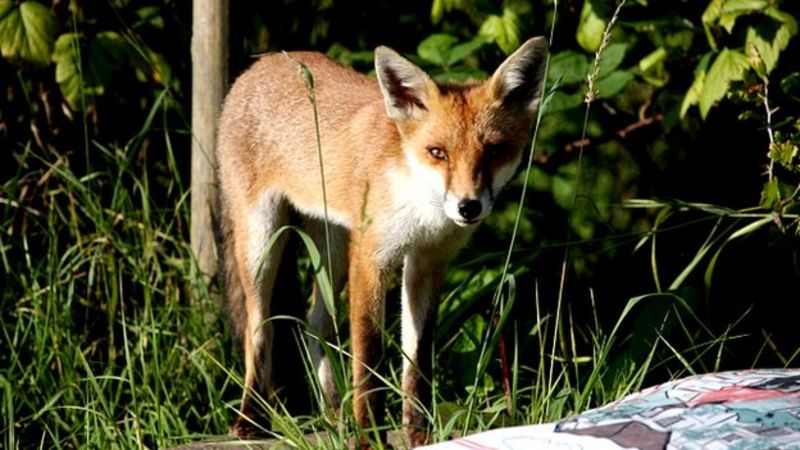 Outfoxing the urban fox - BBC News