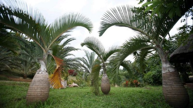 One woman's mission to save Nigeria's palms - BBC News