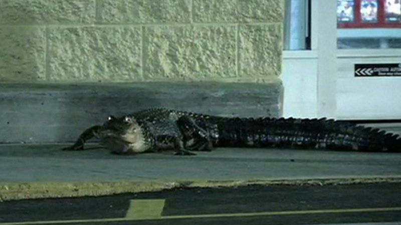 Florida man charged with 'throwing alligator' into fast-food restaurant ...