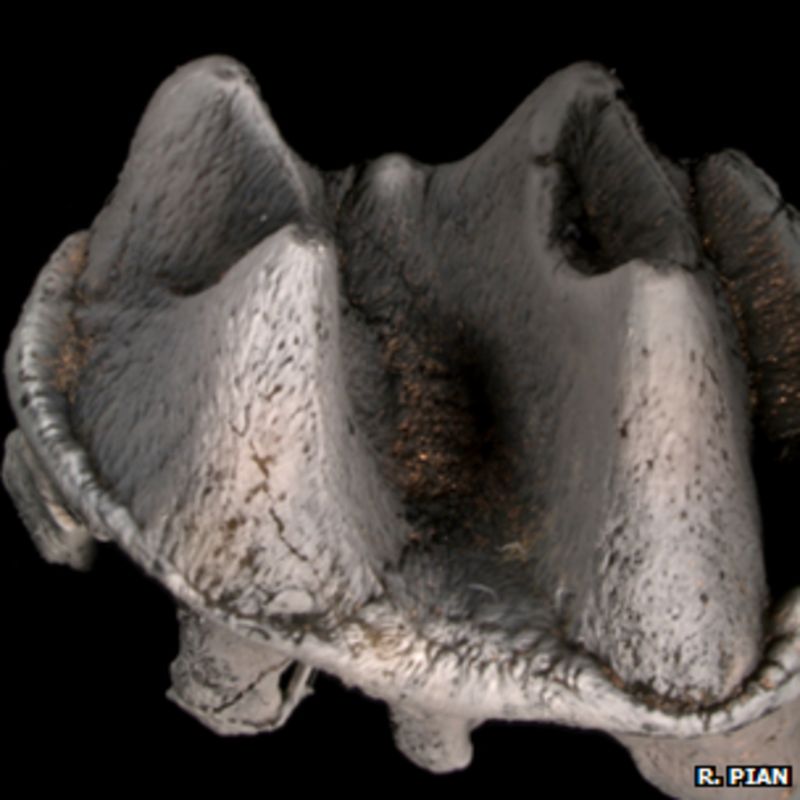 'Platypus-zilla' fossil unearthed in Australia - BBC News