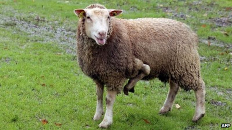 France: Five-legged sheep seeks a loving home - BBC News