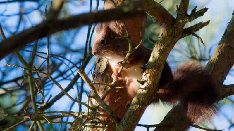 Red squirrel numbers boosted by predator - BBC News