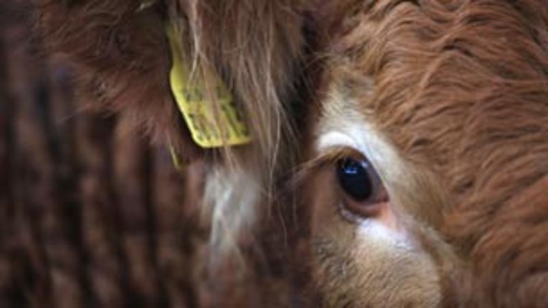 Scottish island abattoirs offered assistance - BBC News